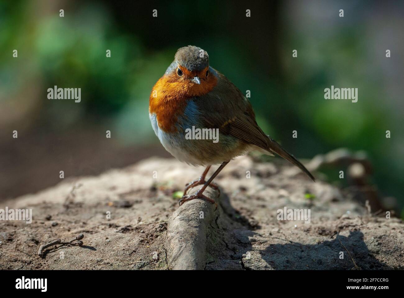 A European robin, known simply as the robin or robin redbreast resting ...