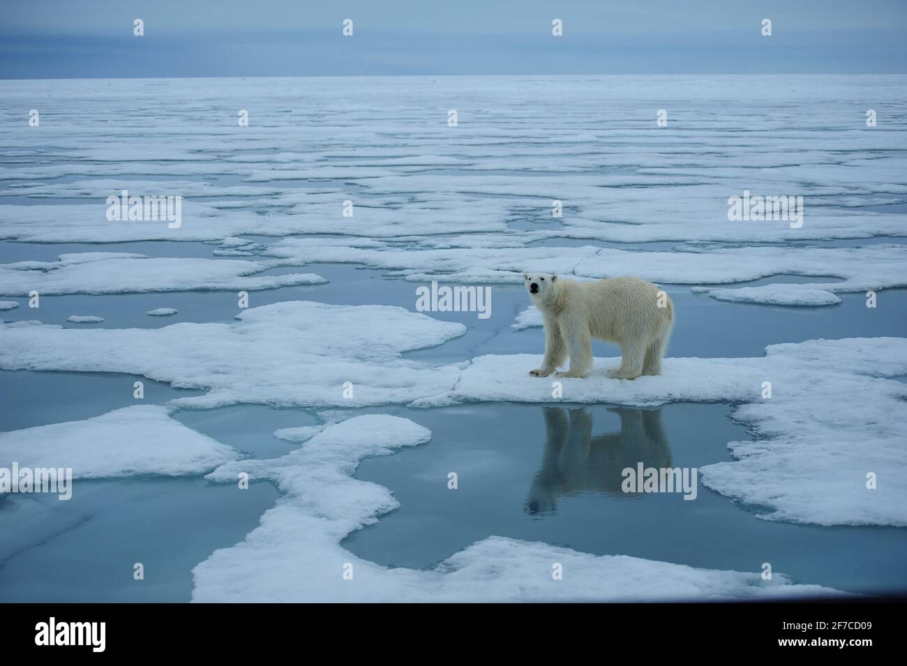 Polar Bear Stranded On Ice