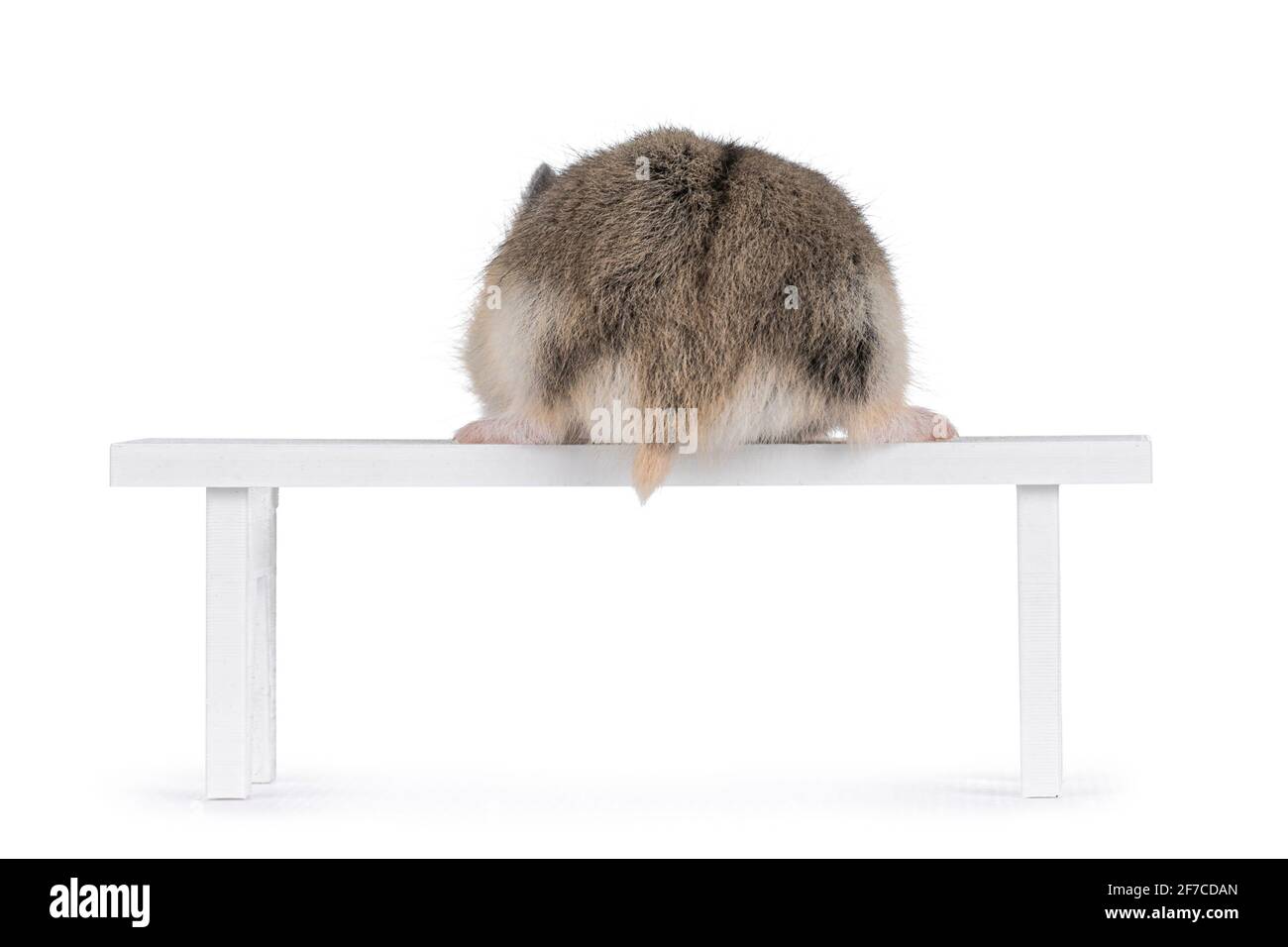 Brown baby hamster, sitting backwards on 3D printed doll house bench ...