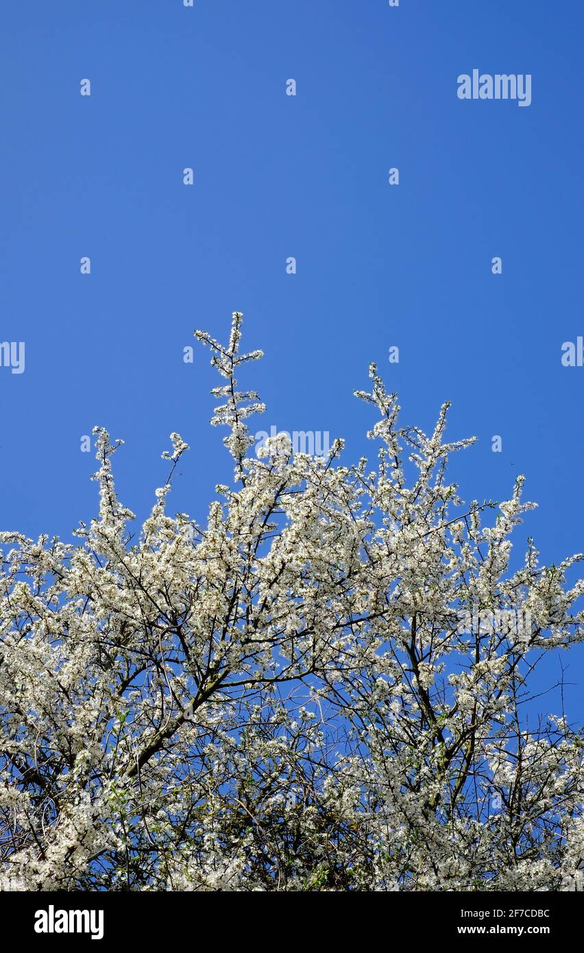 Blackthorn tree hi-res stock photography and images - Alamy