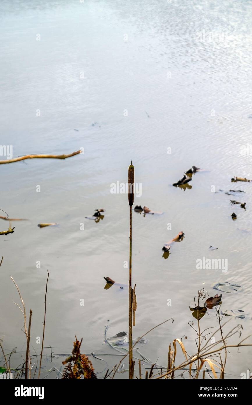 Bulrush flower hi-res stock photography and images - Alamy