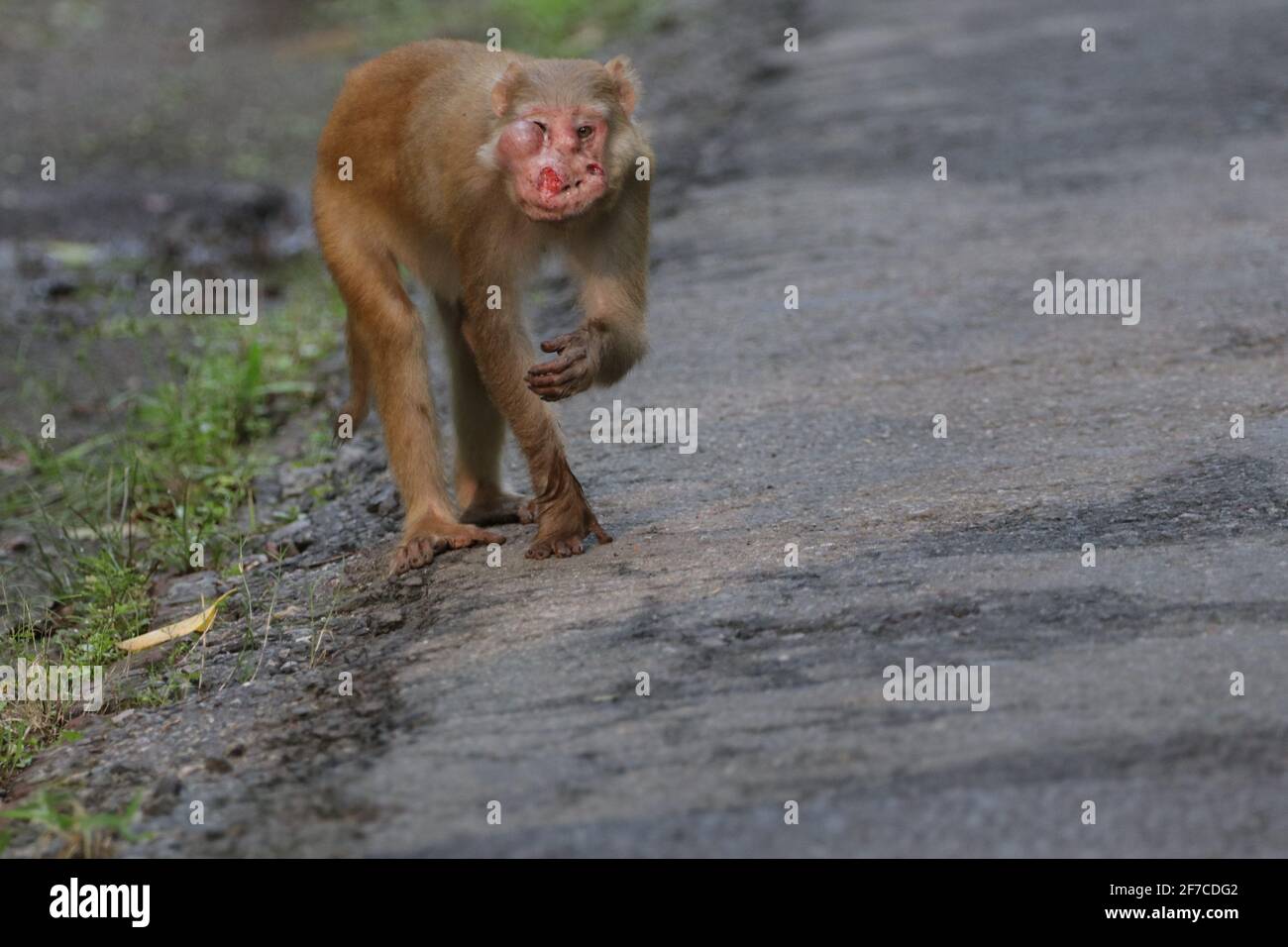 The monkey appeared to have a large tumour on its face. DUDHWA NATIONAL ...