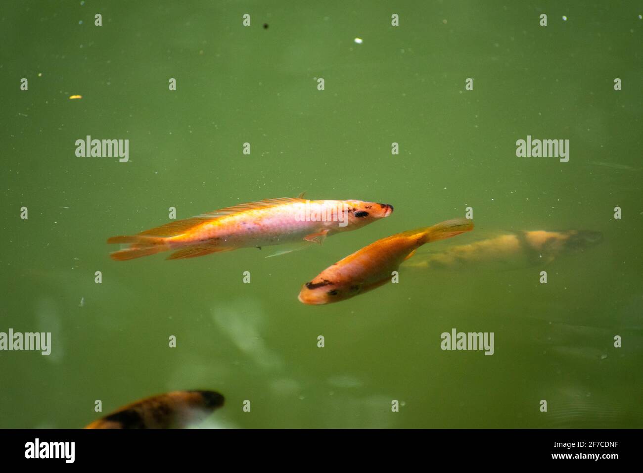 Orange Fish swimming, Landon Garden, Biskra, Algeria Stock Photo - Alamy