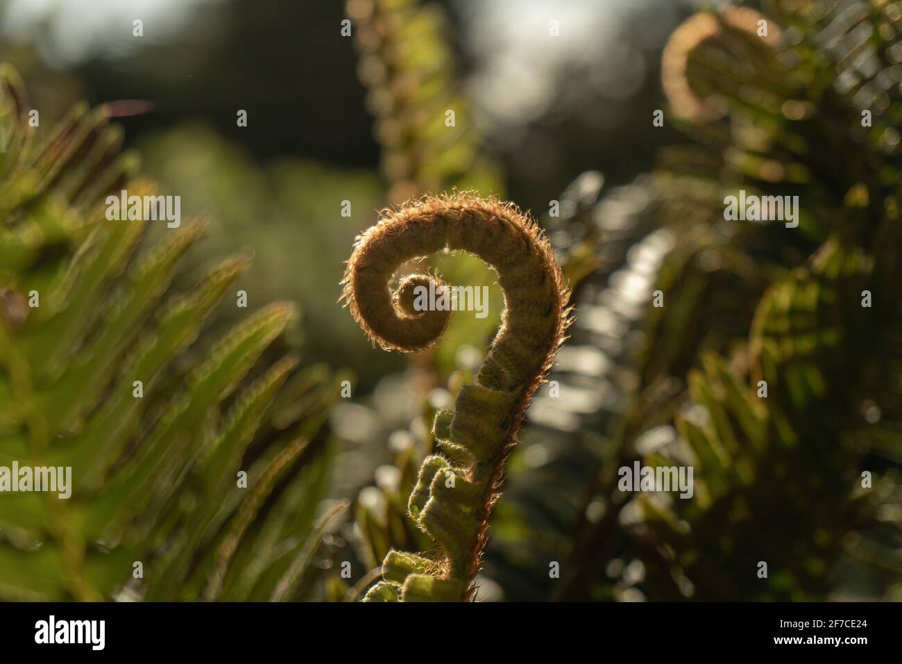 Fern bud unfurling as it grows Stock Photo - Alamy