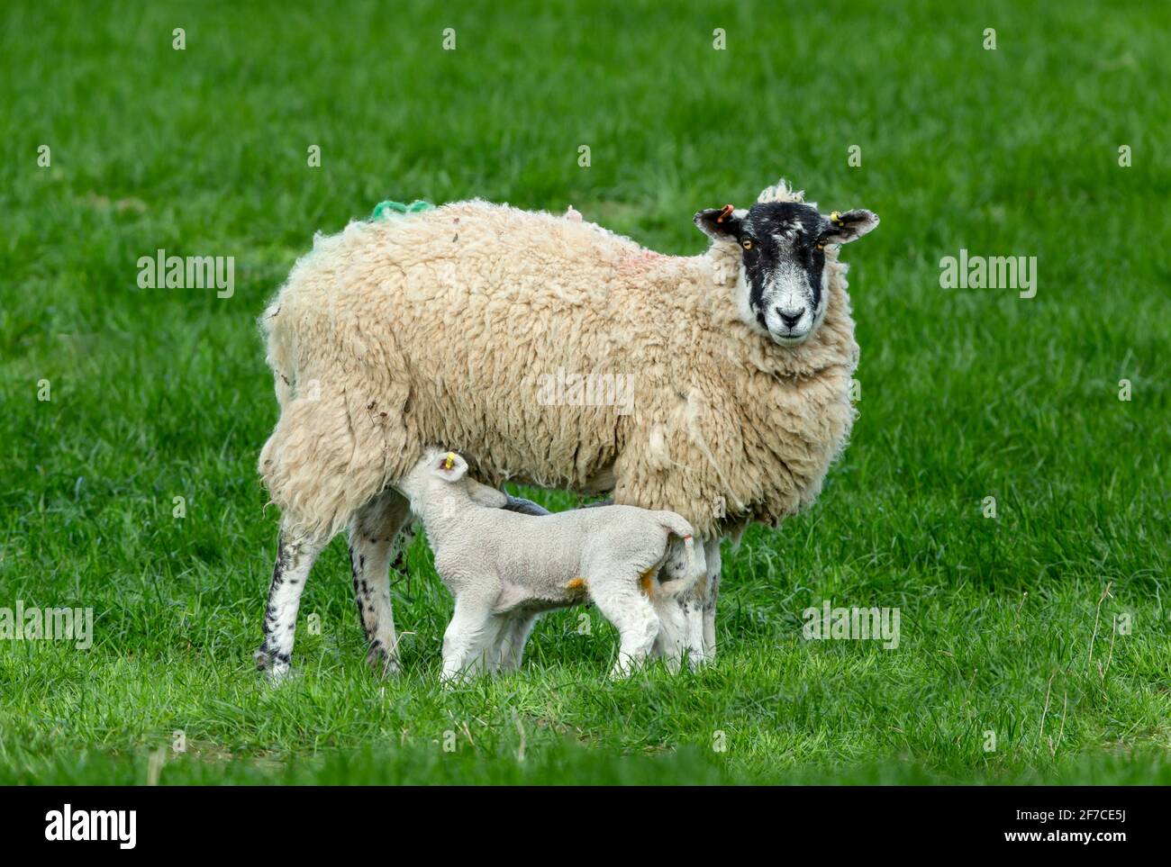 British milk sheep hi-res stock photography and images - Alamy