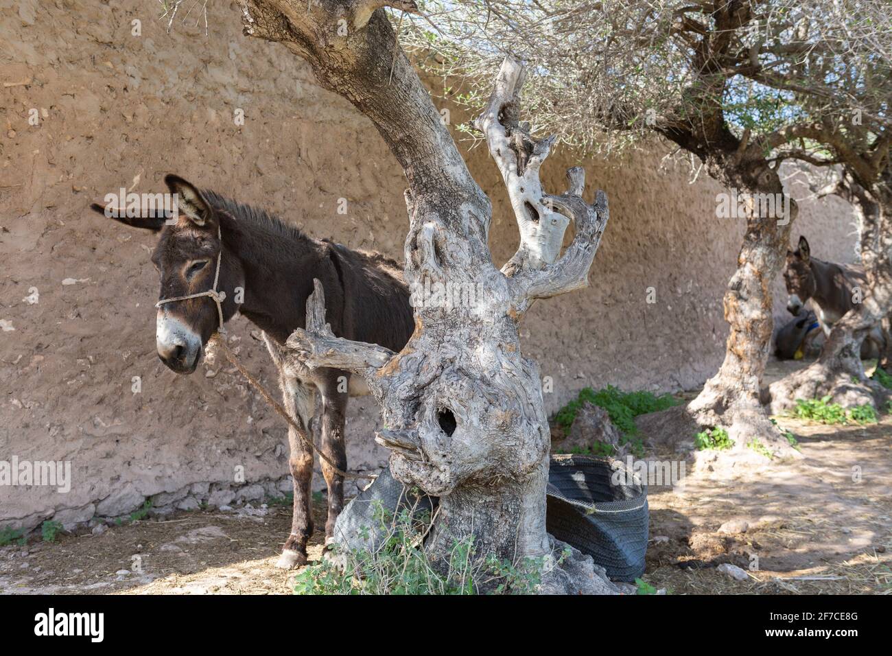Donkey tied to a knobby tree in the back country of Morocco Stock Photo ...
