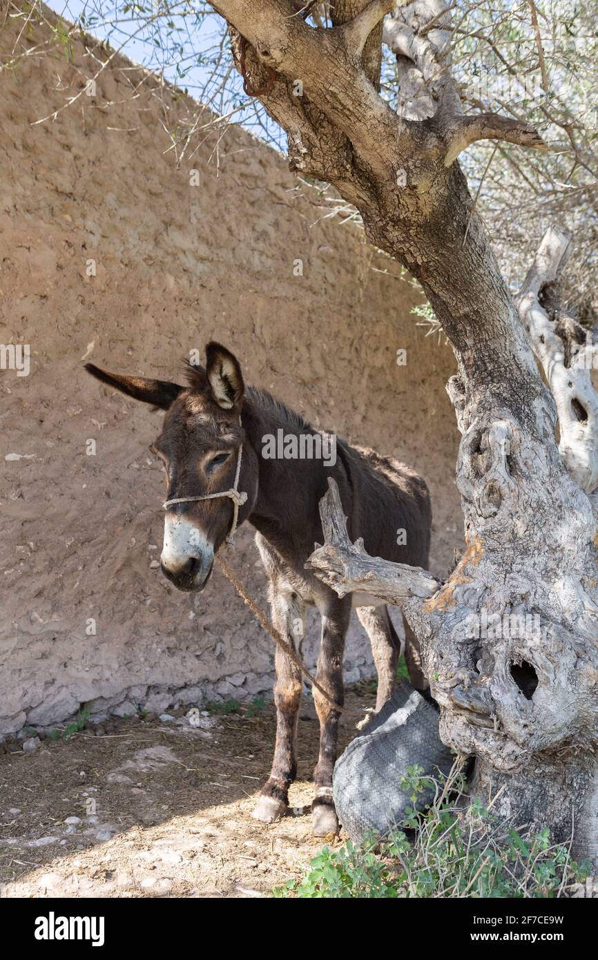 Donkey tied to a knobby tree in the back country of Morocco Stock Photo ...