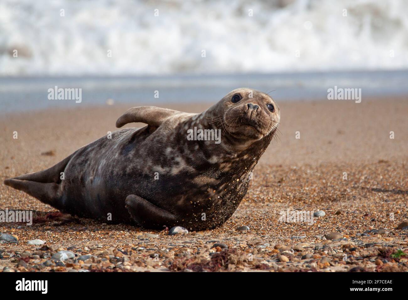This seal wanted to see what all the fuss was about - craning it's neck ...