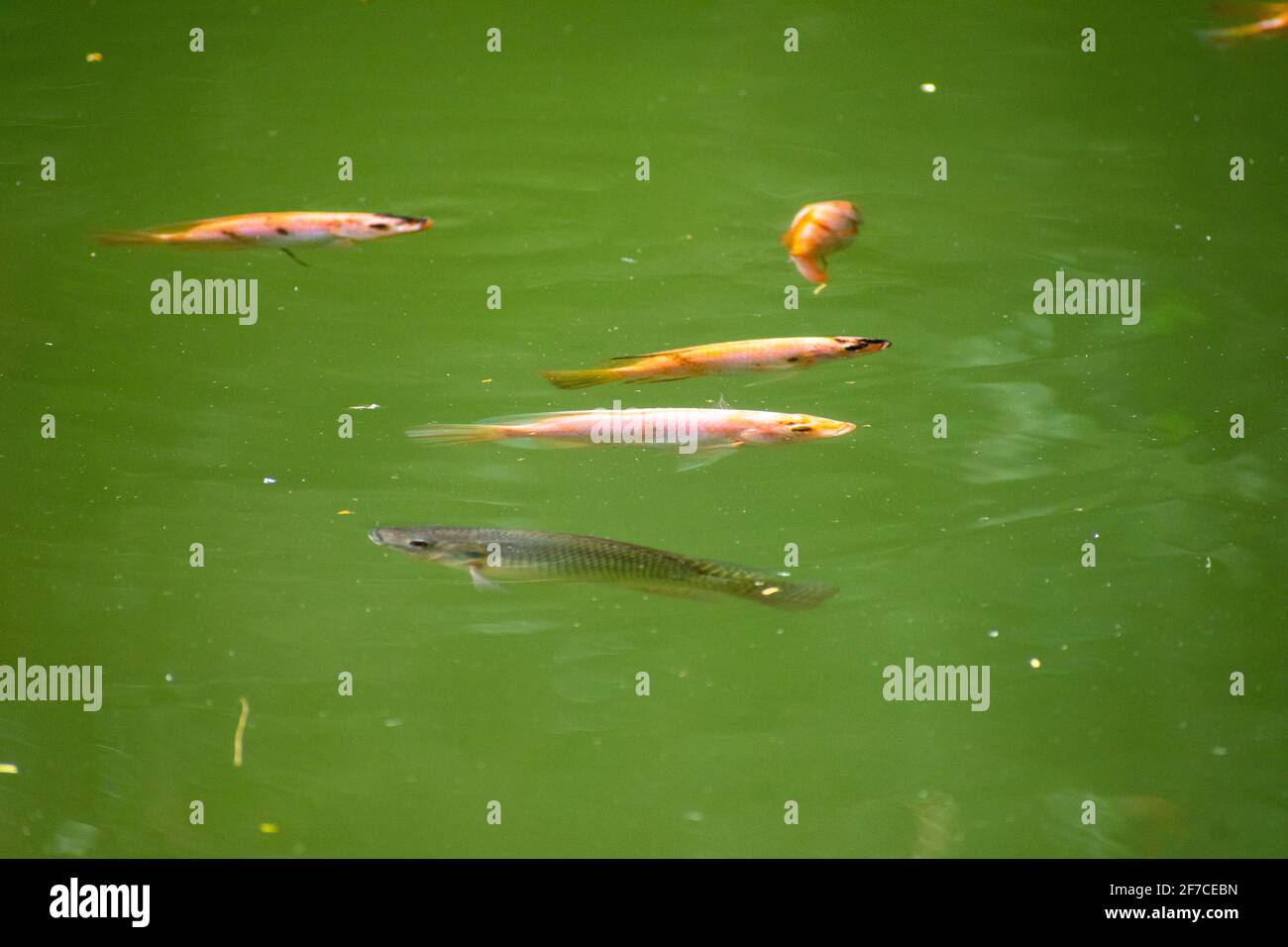Orange Fish swimming, Landon Garden, Biskra, Algeria Stock Photo - Alamy
