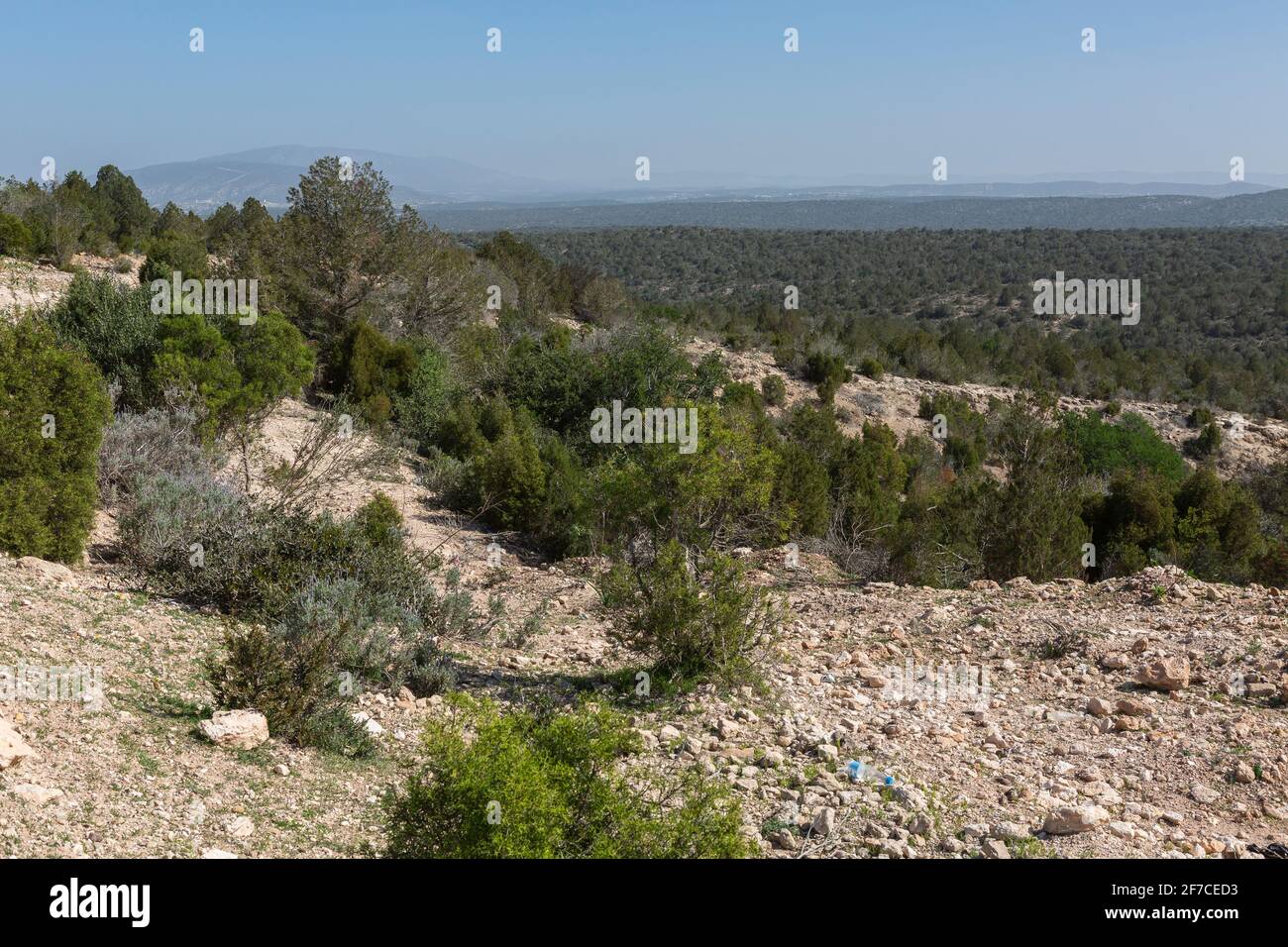 Argan trees hi-res stock photography and images - Alamy