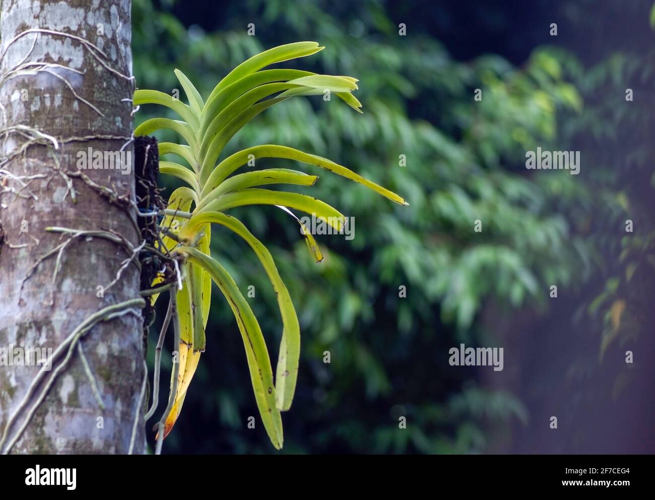 Orchid on the tree hi-res stock photography and images - Alamy