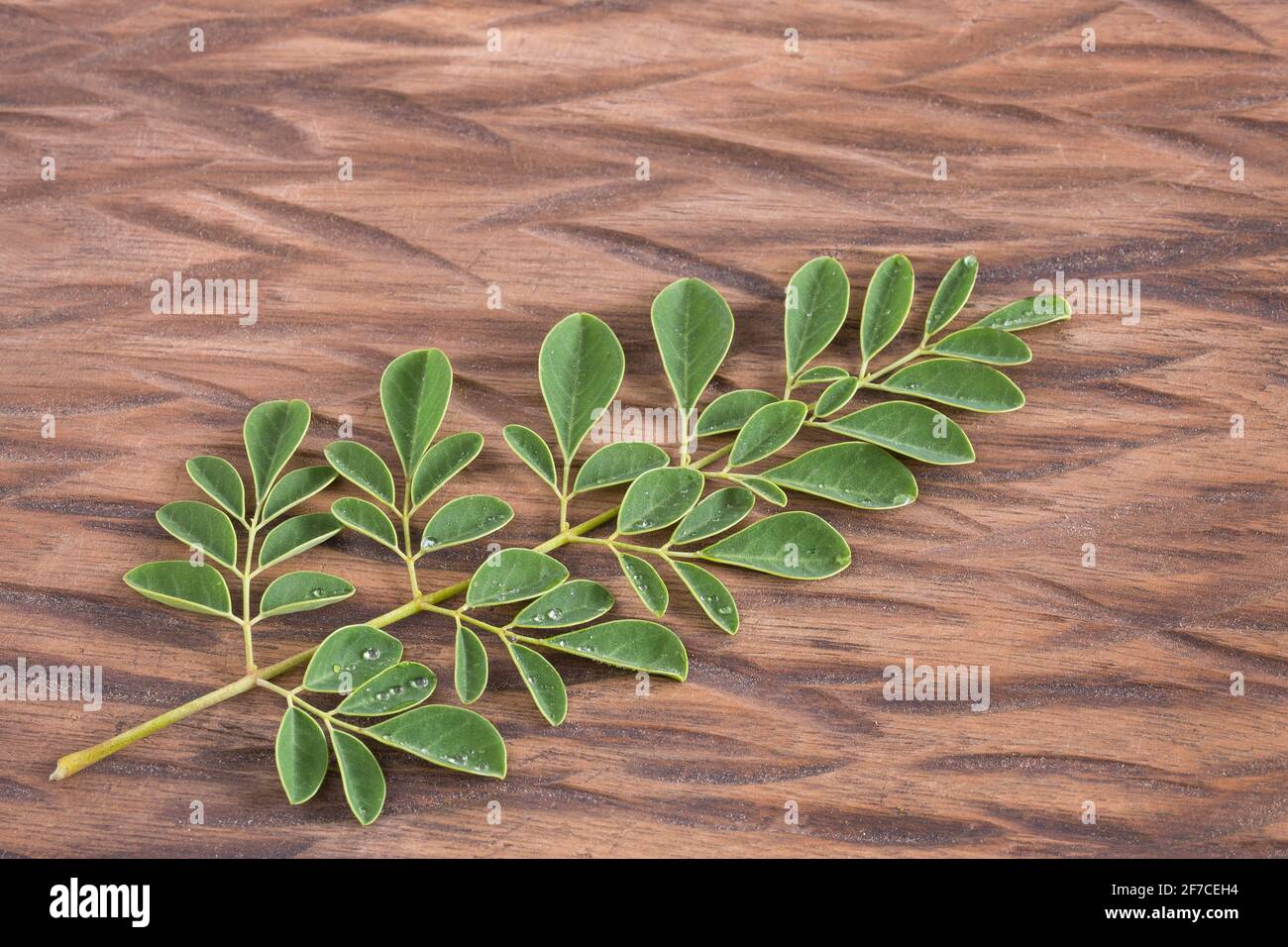 Species moringa oleifera hi-res stock photography and images - Alamy