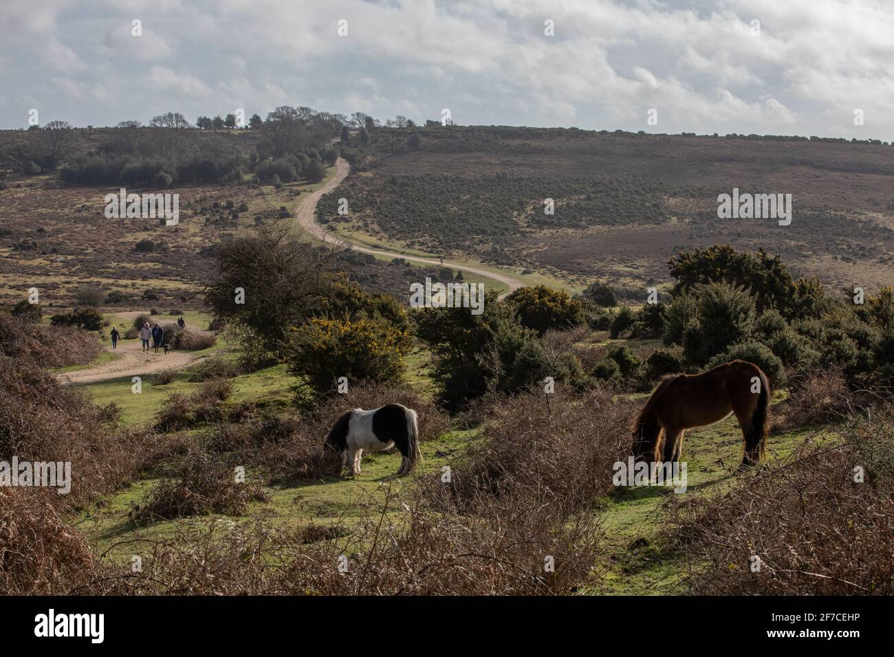 New Forest National Park, near Fordingbridge, New Forest District of ...