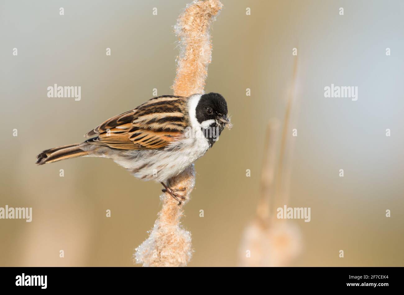 A male Reed Bunting (Emberiza schoeniclus) on reed mace Stock Photo - Alamy