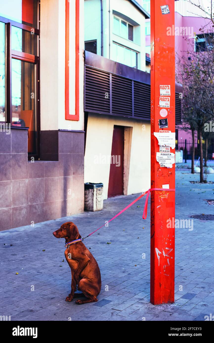 Lost dog sitting on the road alone Stock Photo - Alamy
