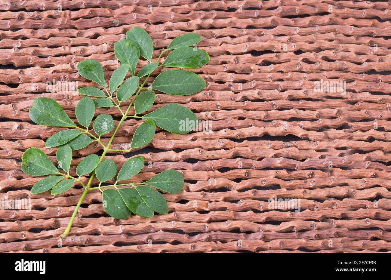 Fresh moringa leaves hi-res stock photography and images - Alamy