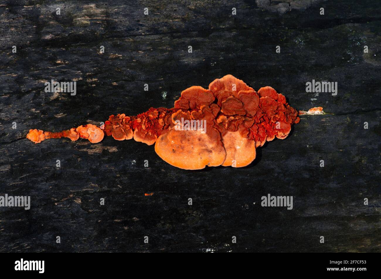 Fomitopsidaceae, growing on a dead tree trunk, is a family of fungi in ...