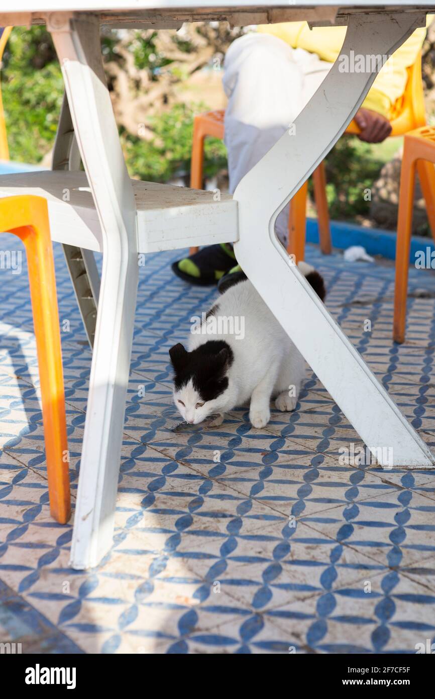 Cat eating a fish under a plastic table at the fish market in Essaouira ...