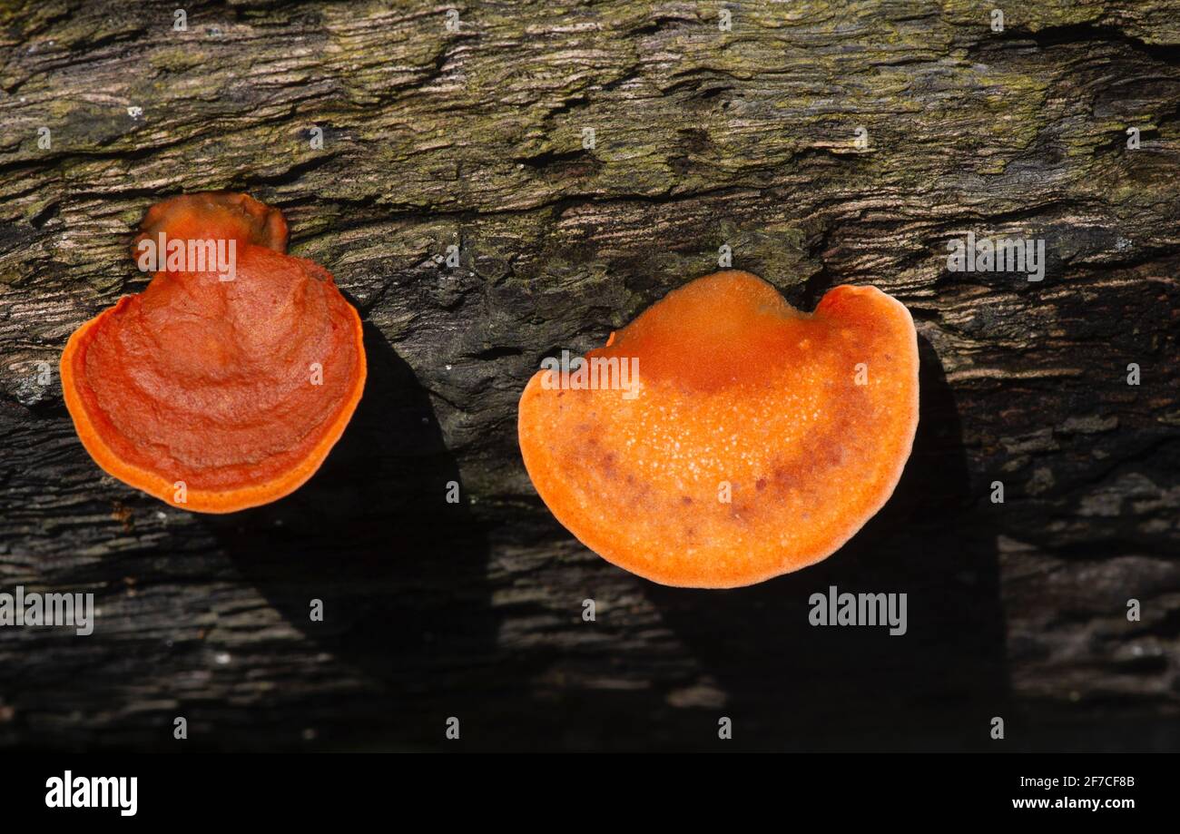 Fomitopsidaceae hi-res stock photography and images - Alamy