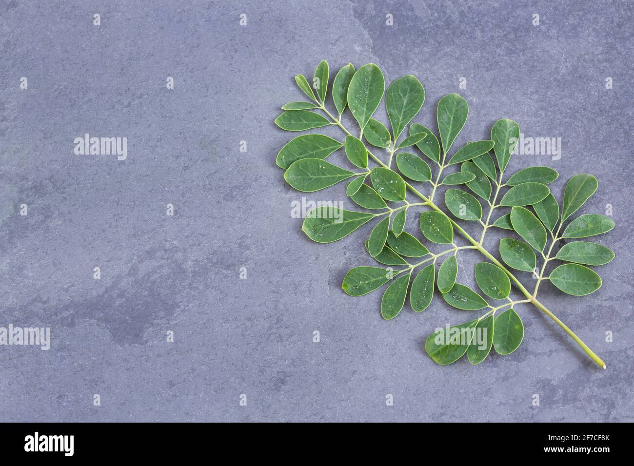 Fresh moringa leaves - Moringa oleifera. Top view Stock Photo - Alamy