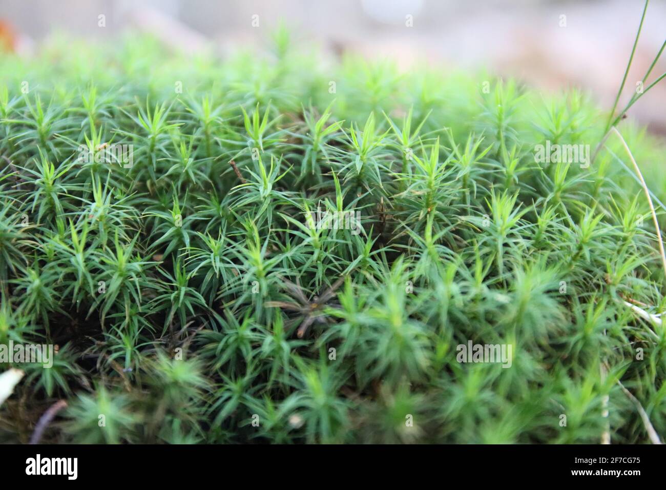 Moss wallpaper hi-res stock photography and images - Alamy