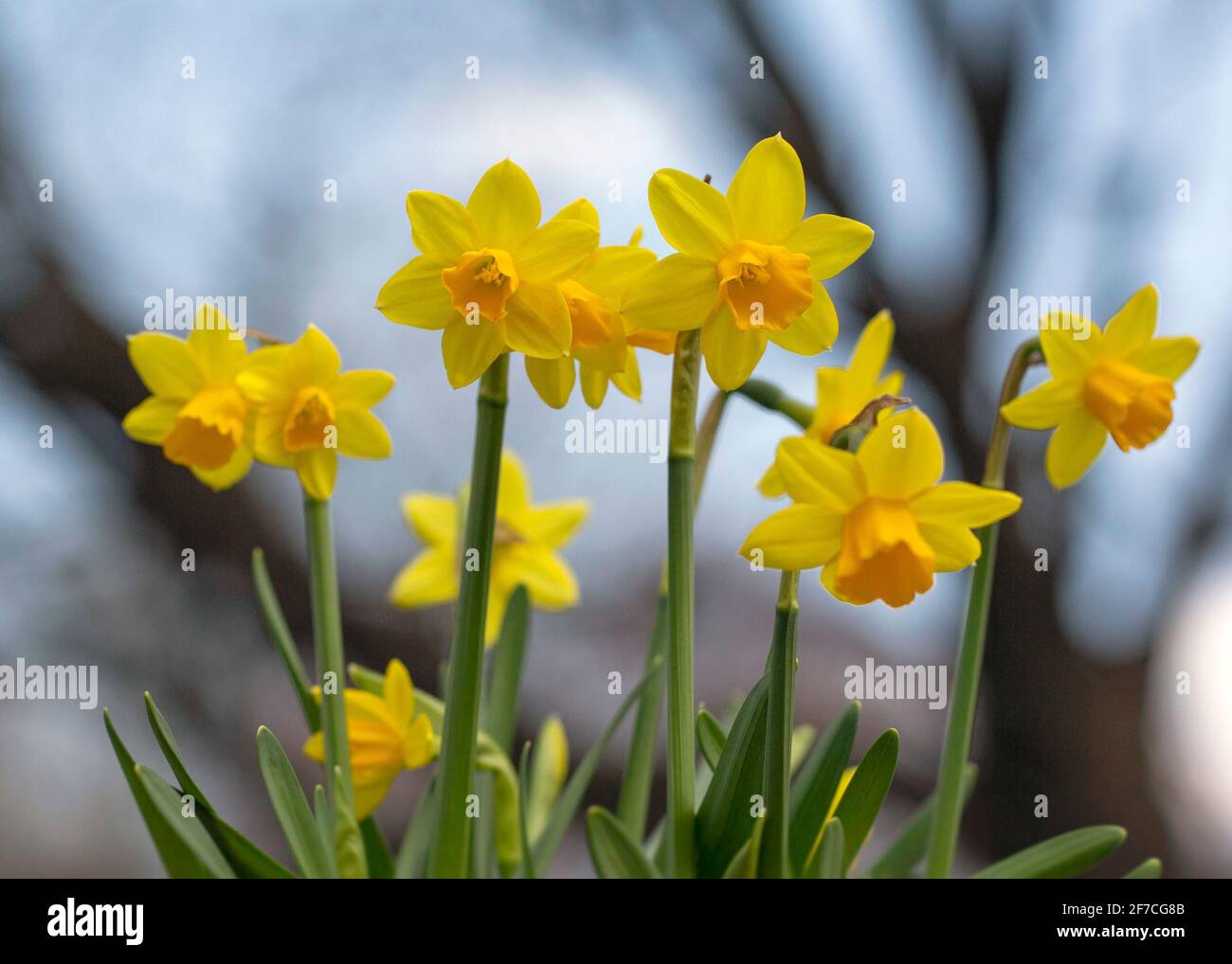 April flowers hi-res stock photography and images - Alamy