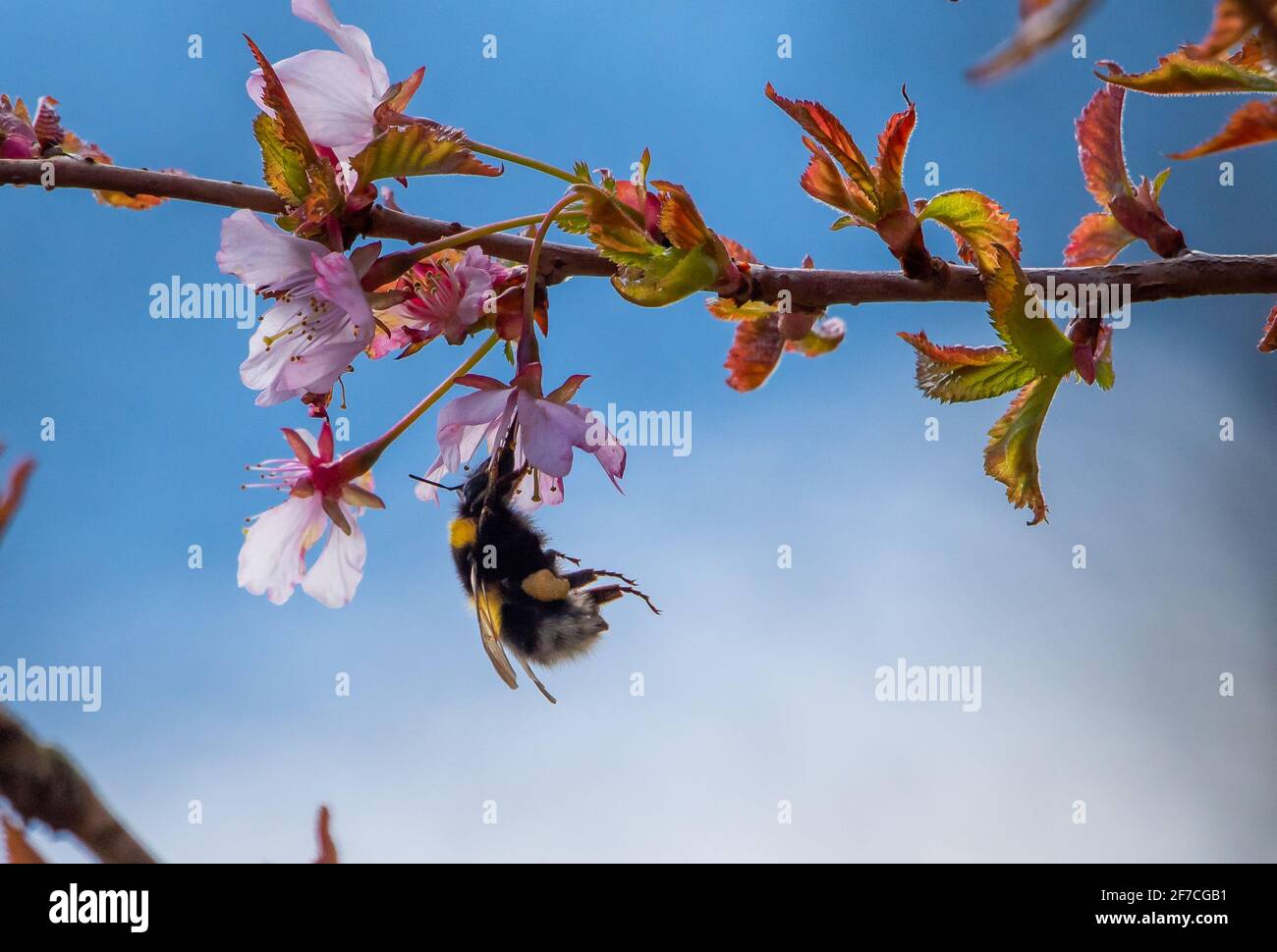 Bumble bee pollen hi-res stock photography and images - Alamy