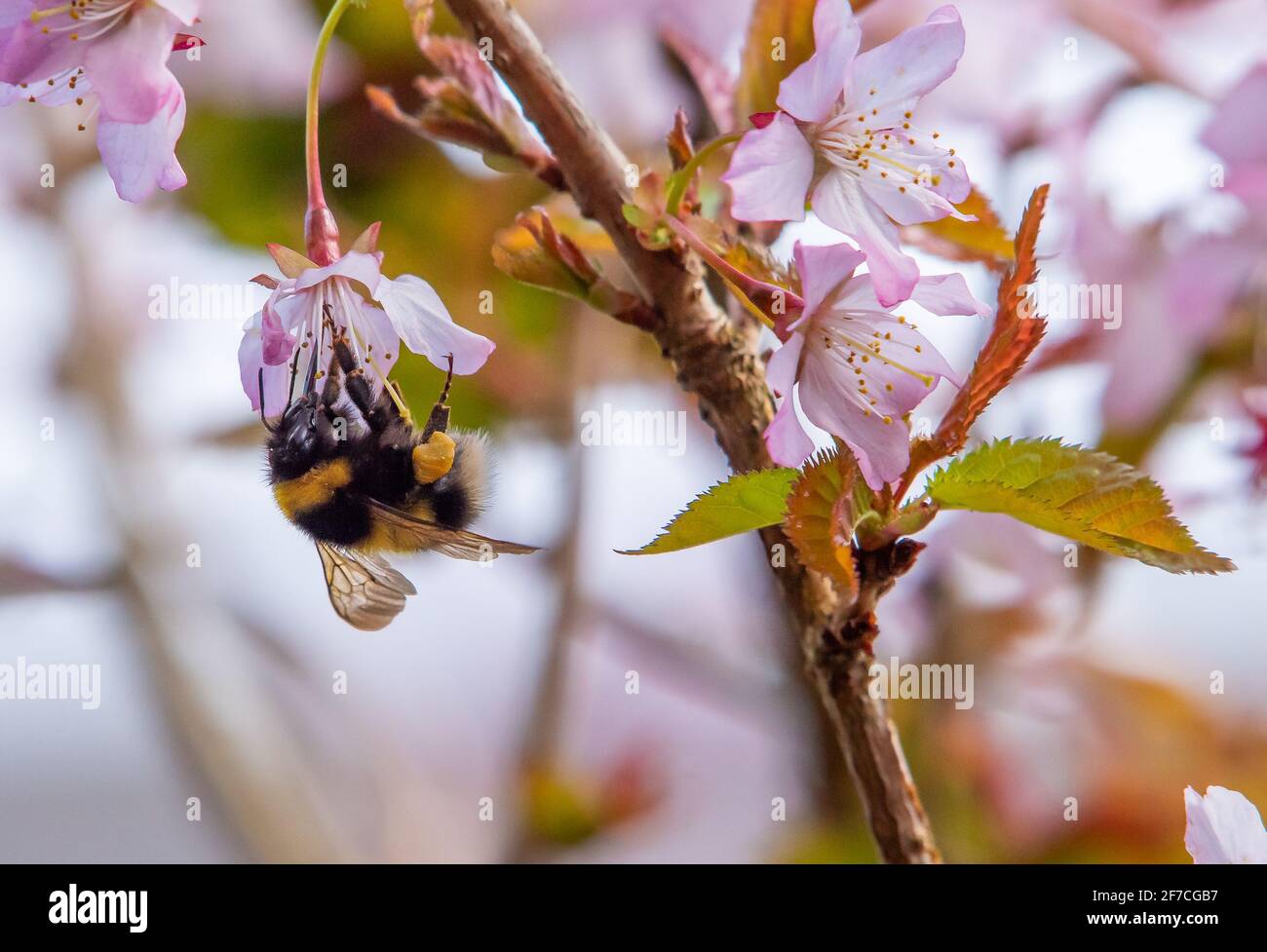 Bumble bee pollen hi-res stock photography and images - Alamy