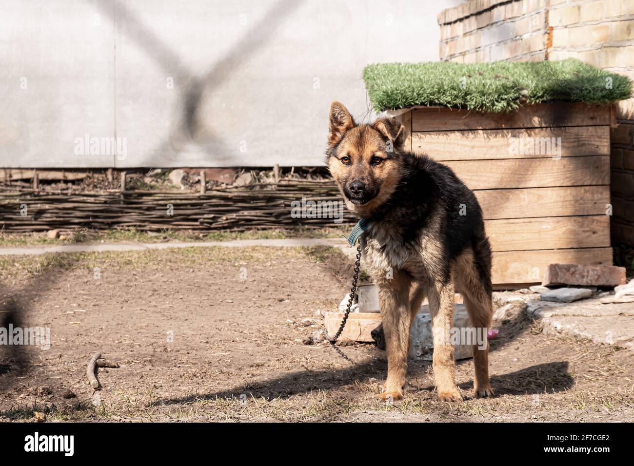 a young dog of a yard breed on a chain next to the booth, animal ...
