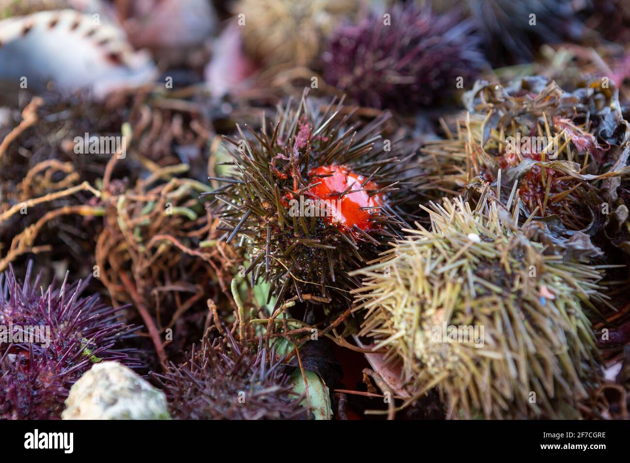 Spiky sea urchins at a seafood stand at the port of Essaouira, Morocco ...