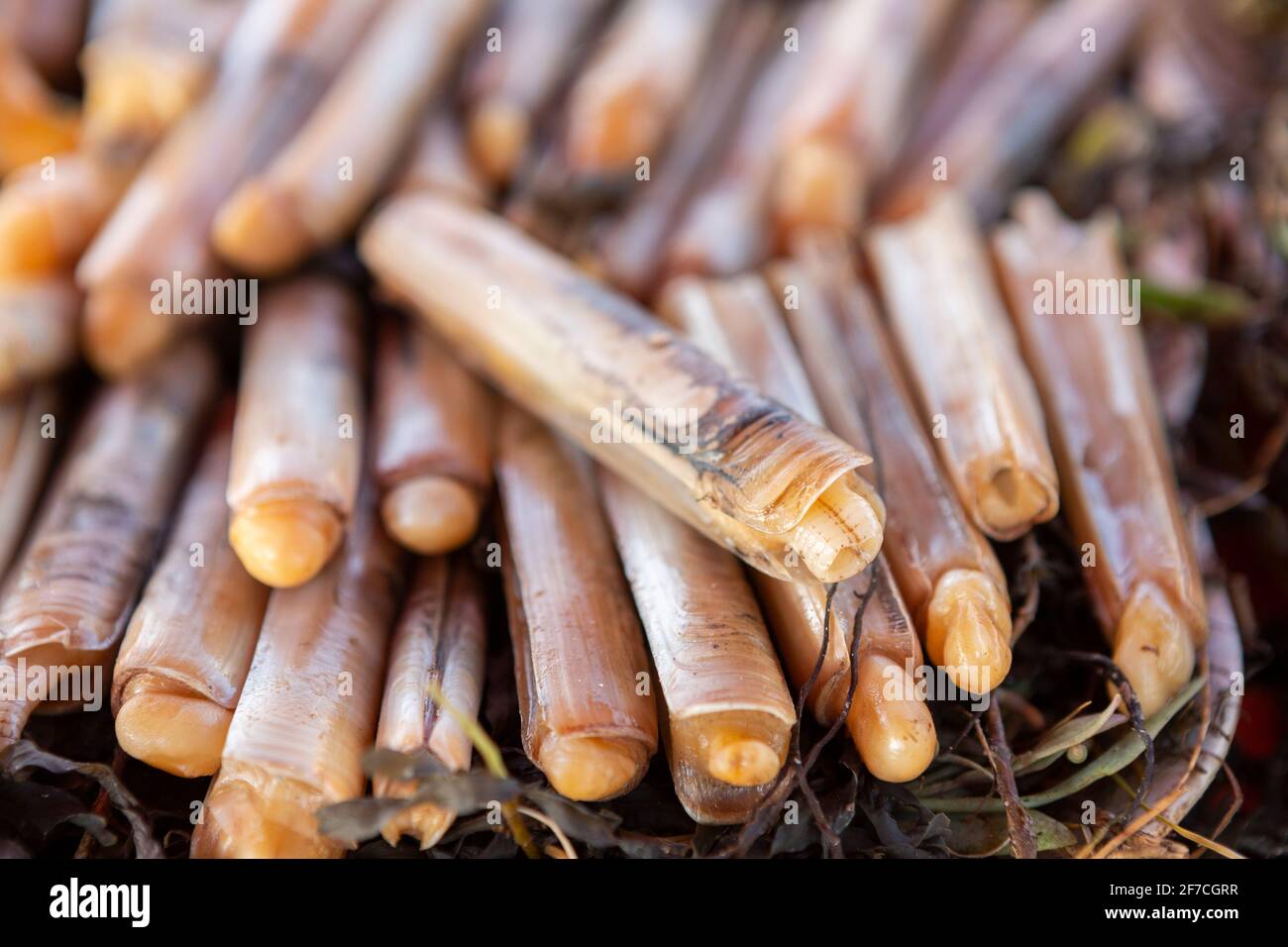 Atlantic clams hi-res stock photography and images - Alamy