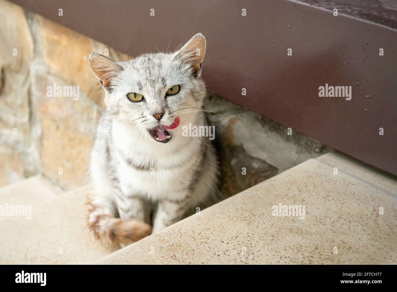 Cat Smirking
