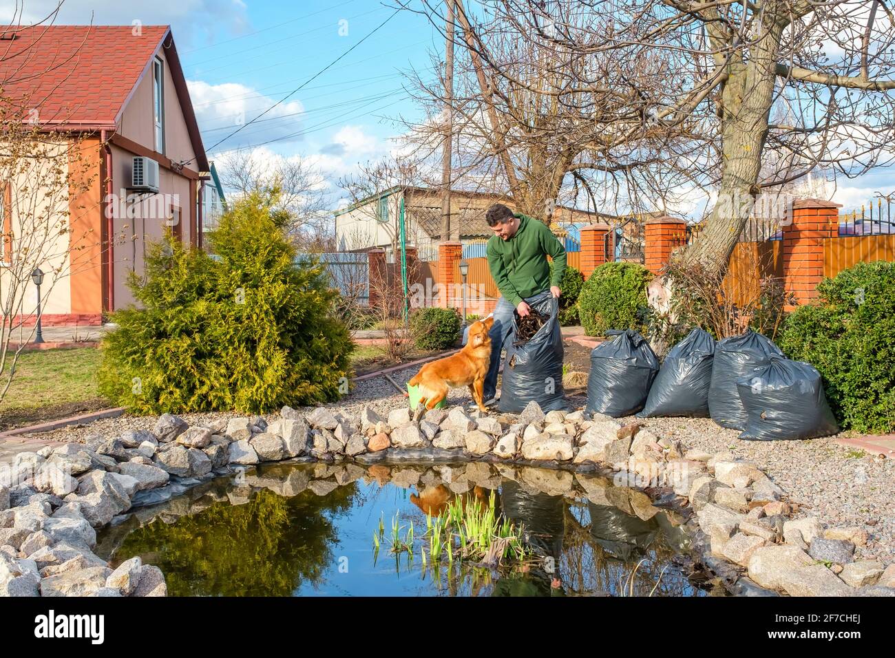 Man cleans a garden pond from falling leaves and places them in a trash ...