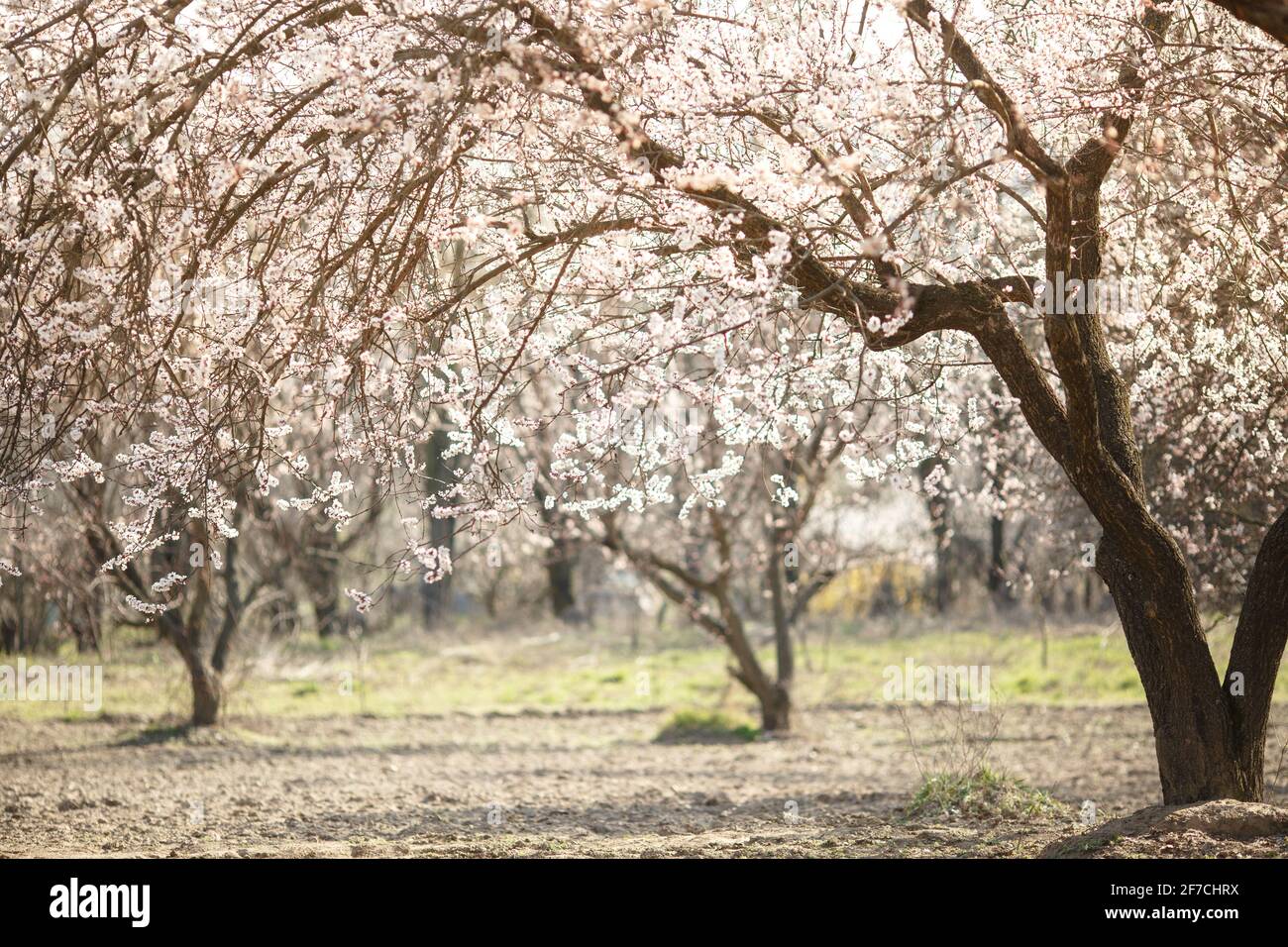 Blooming pink apricot garden trees with blurred background and place ...