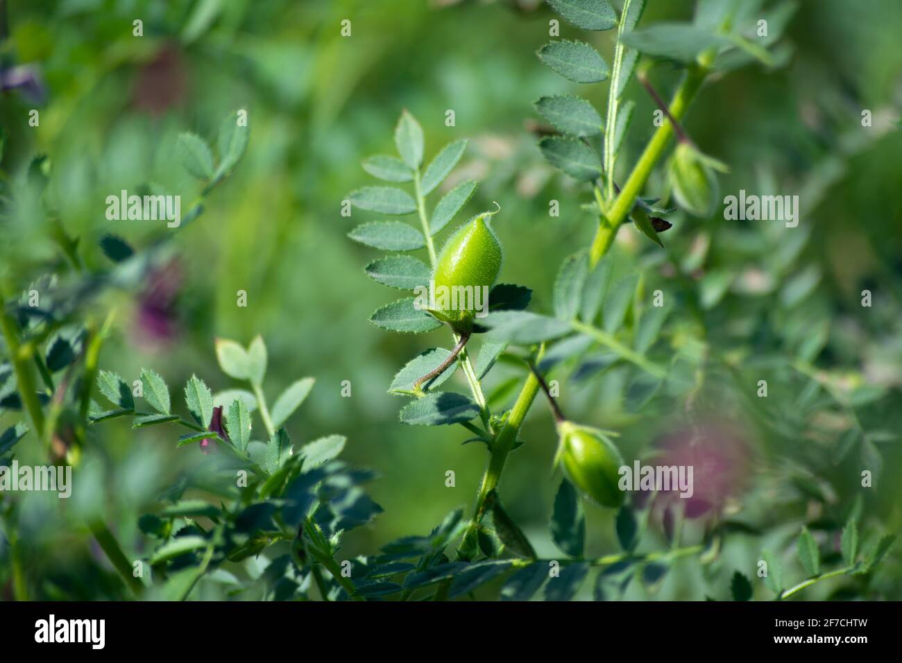Chickpeas pod with green young plants in the field Stock Photo - Alamy