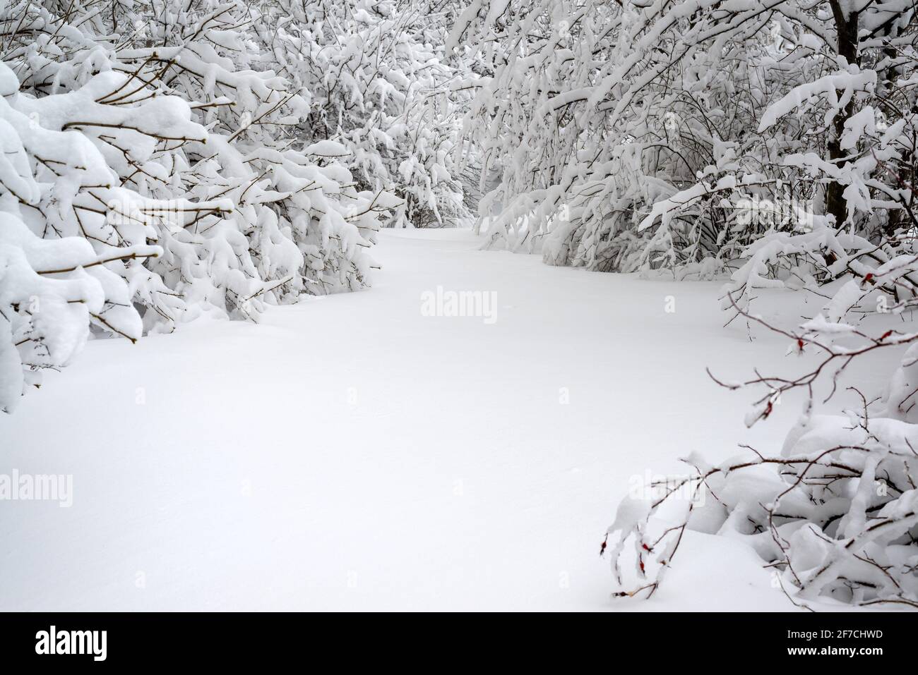 Country lane heavy snowfall winter hi-res stock photography and images ...