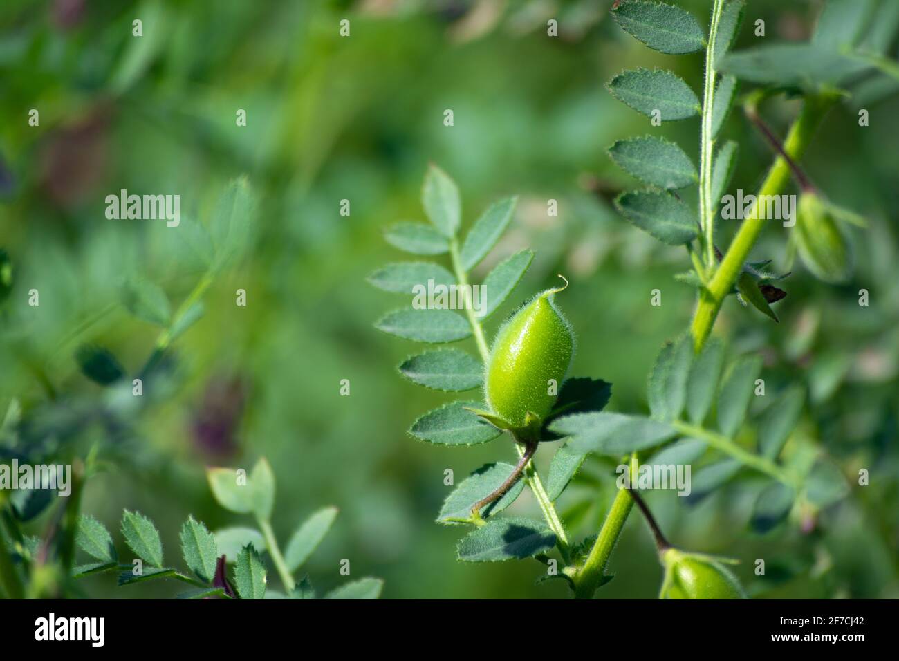 Chickpeas pod with green young plants in the field Stock Photo - Alamy