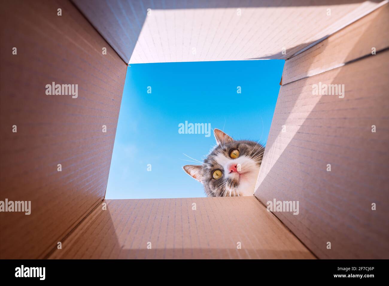 Funny cute playful tabby cat looking in cardboard box with a blue sky background. Cat loves to ...