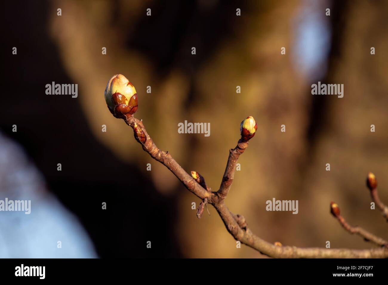 Tree leaf budding hi-res stock photography and images - Alamy