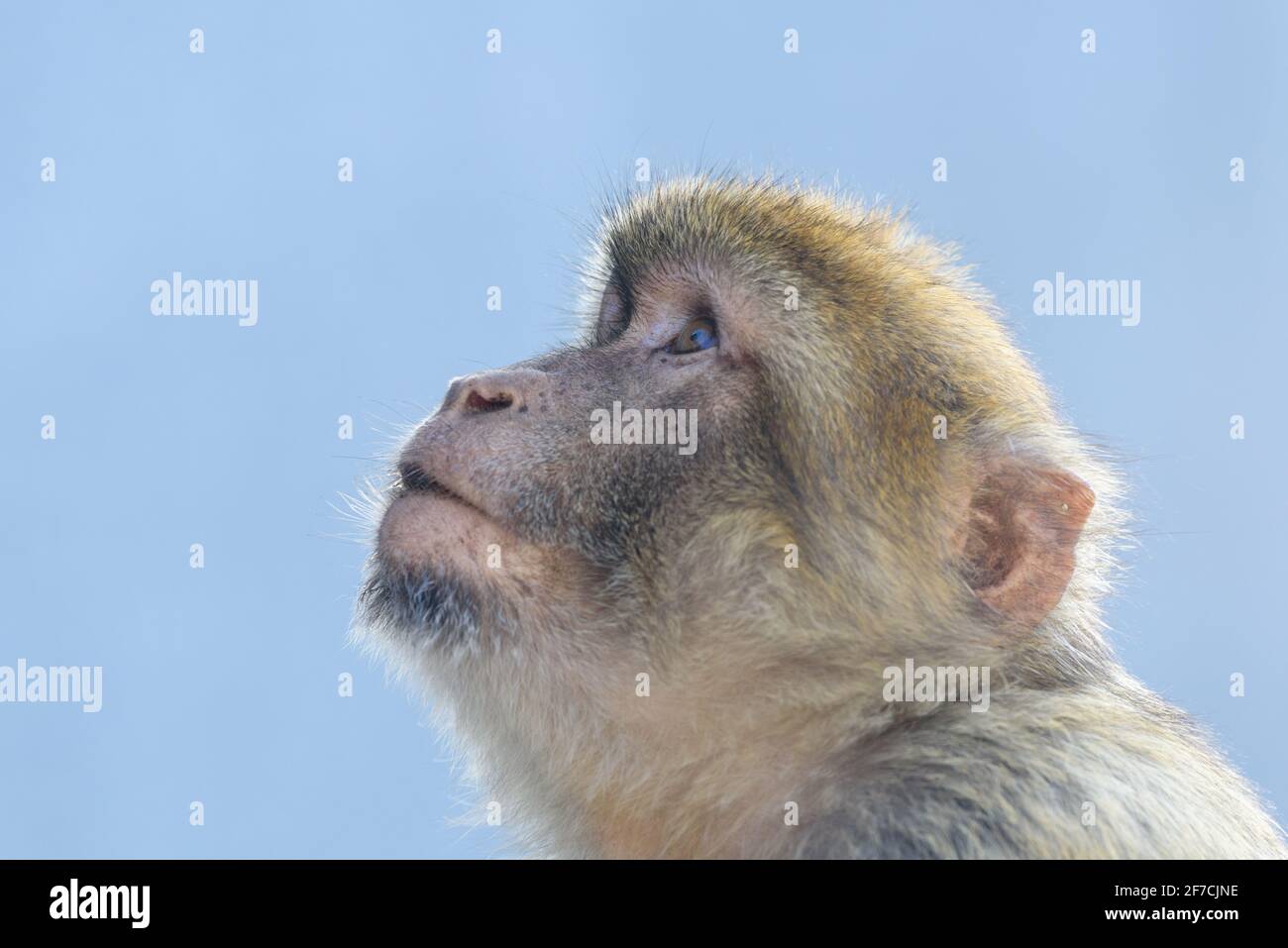 A monkey looks at the top Stock Photo - Alamy