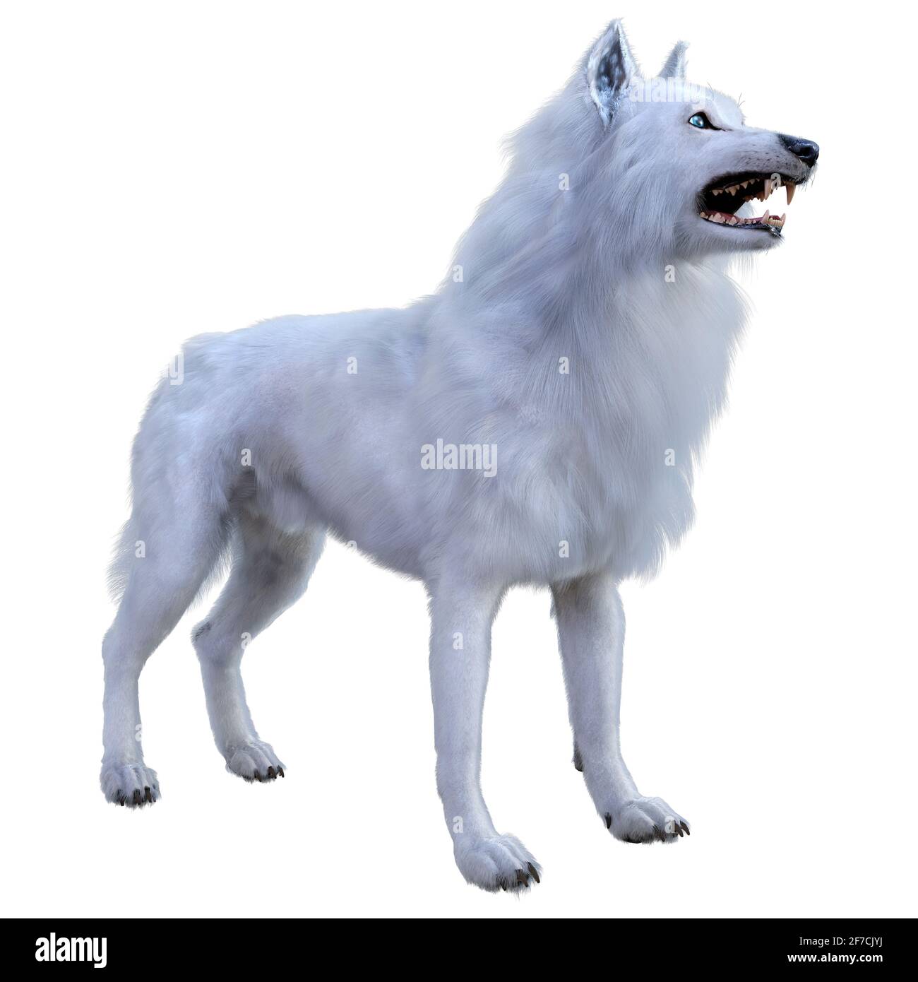 3D rendering of an arctic wolf isolated on white background Stock Photo ...