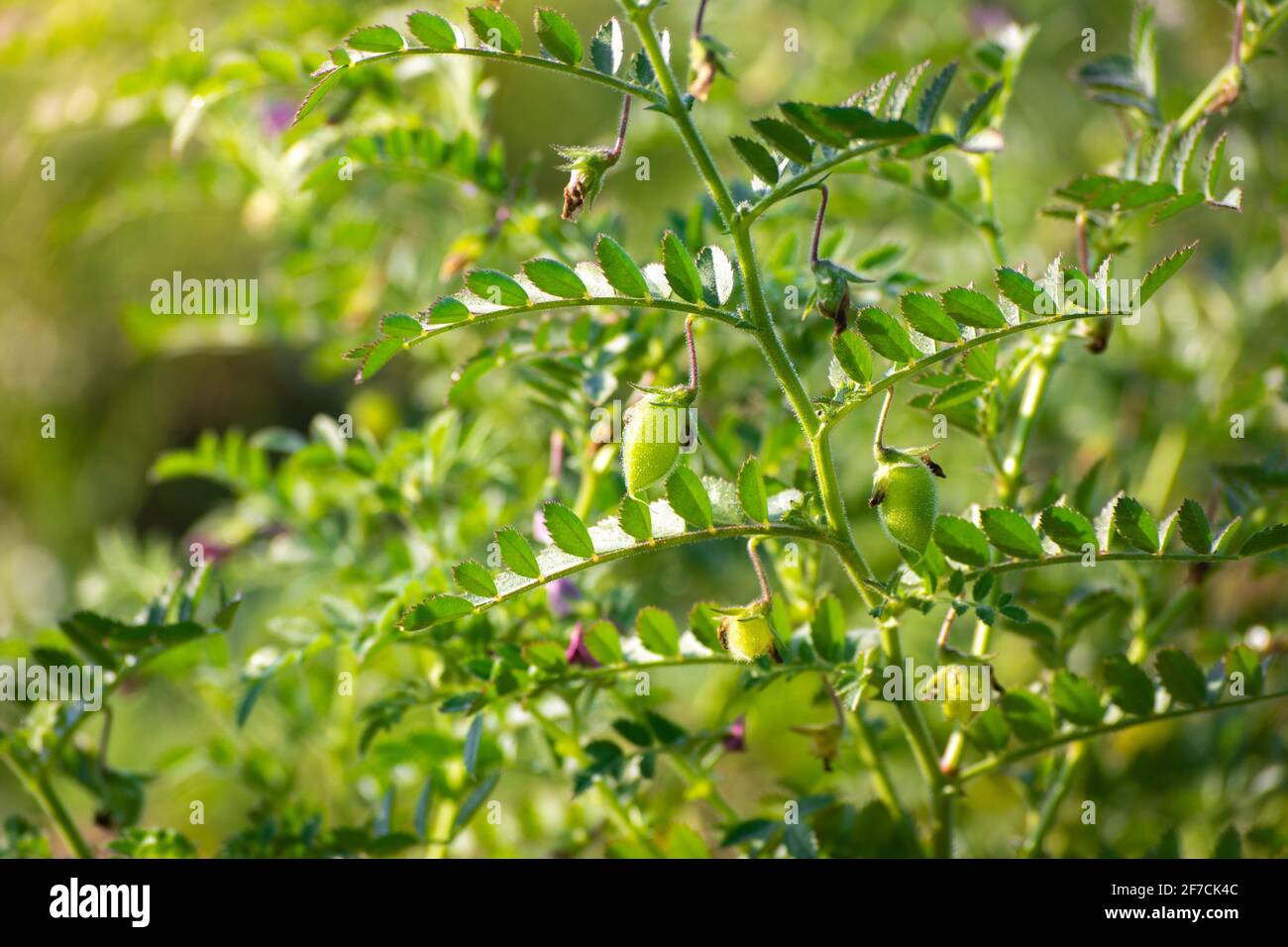 Chickpeas field agriculture hi-res stock photography and images - Alamy