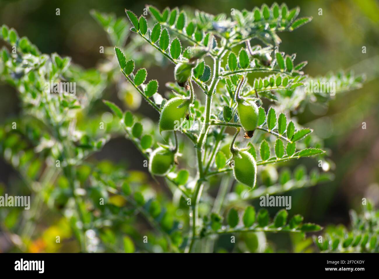 Gram plants in indian hi-res stock photography and images - Alamy