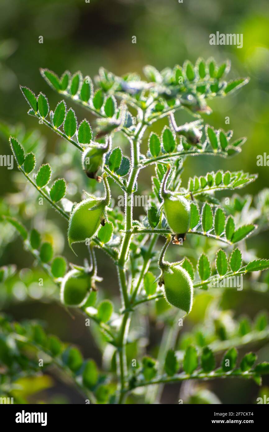 Chickpea Plants High Resolution Stock Photography and Images - Alamy