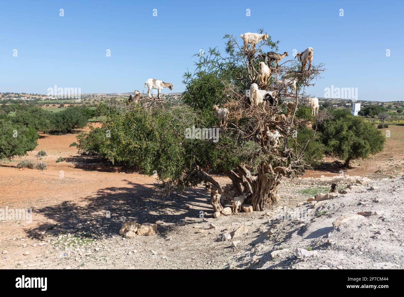 Goats in tree in essaouira hi-res stock photography and images - Alamy