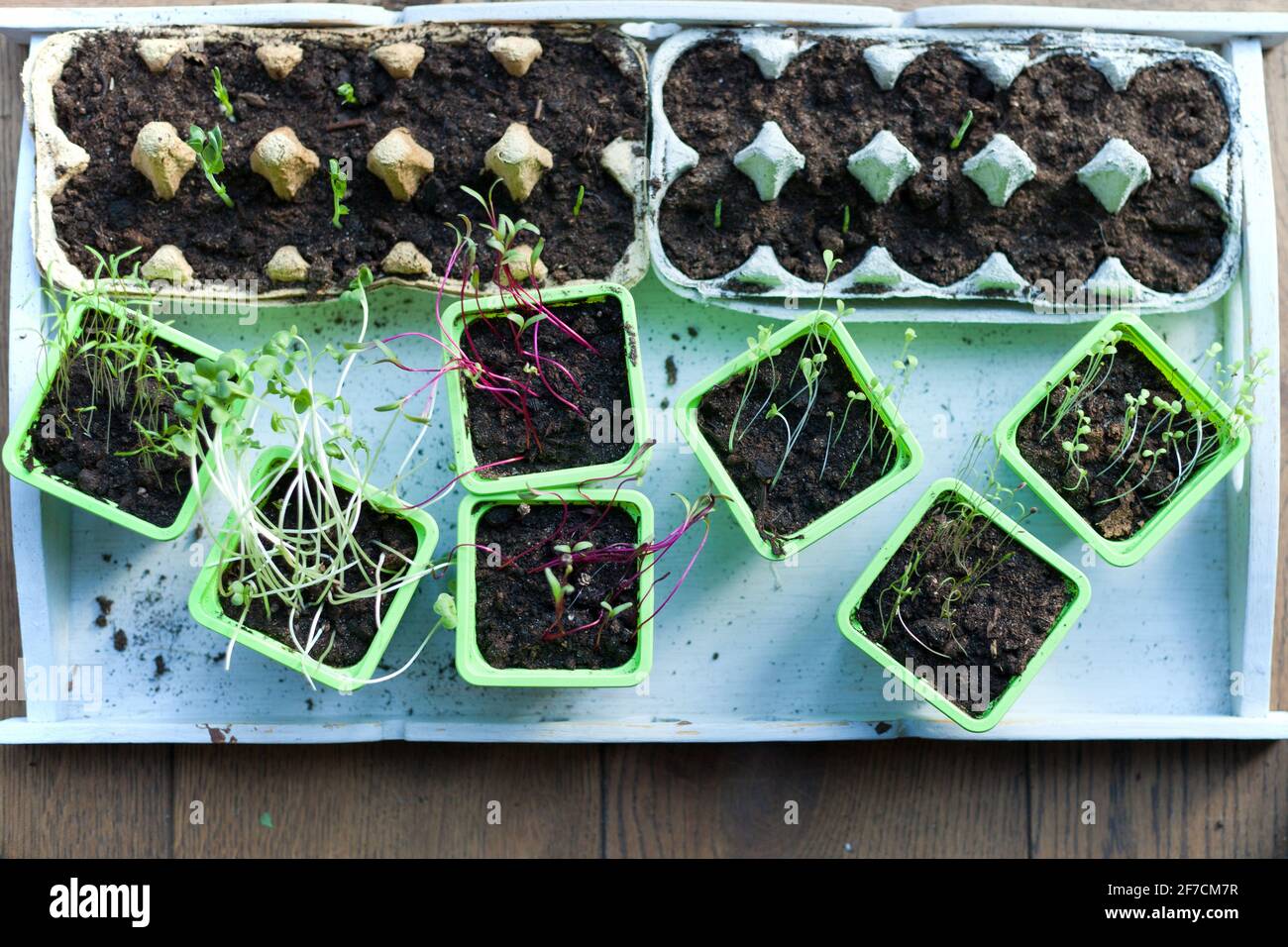 Potted seedlings growing in biodegradable peat moss pots on wooden ...