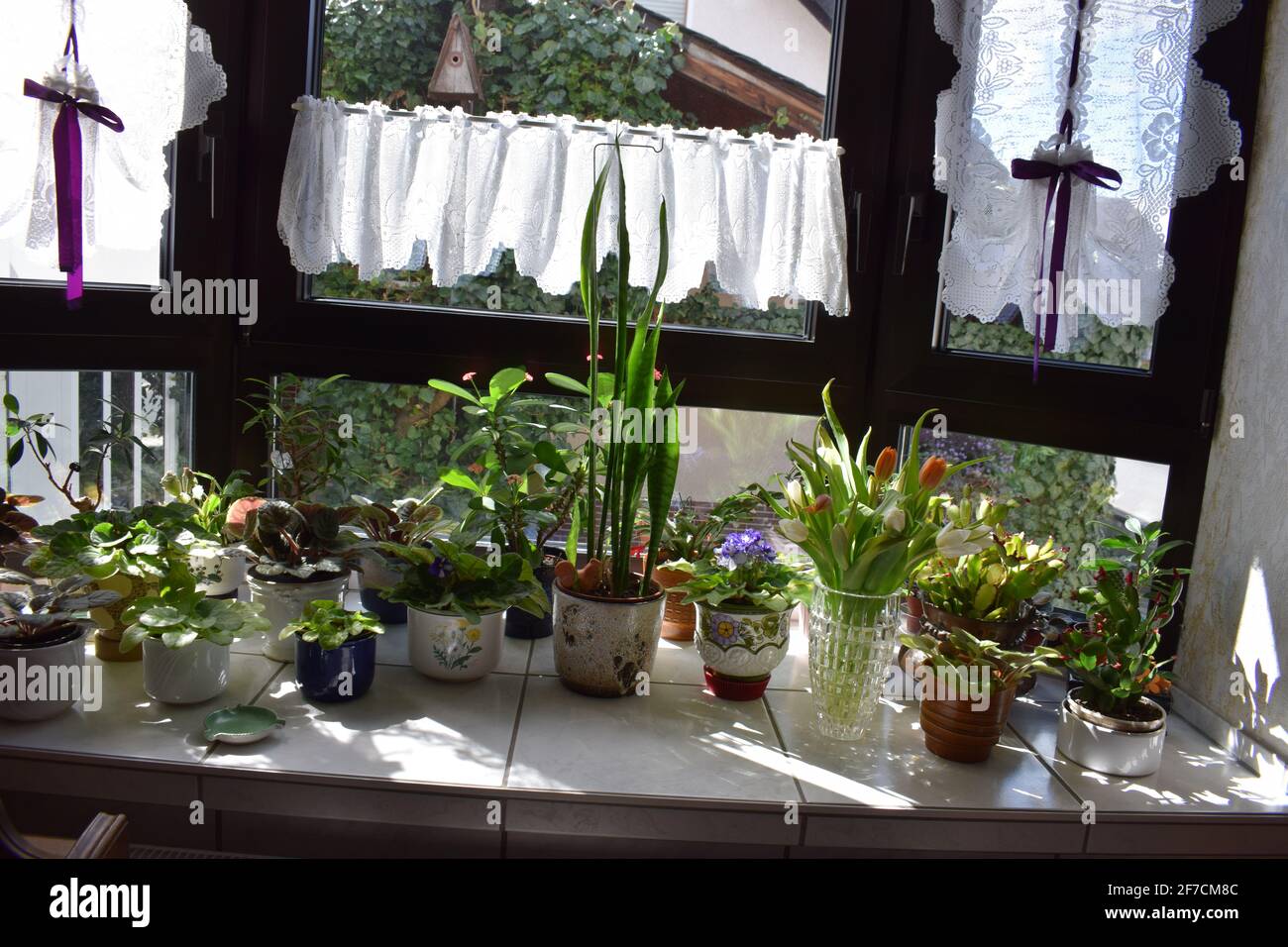spring blooming plants in a kitchen window Stock Photo - Alamy