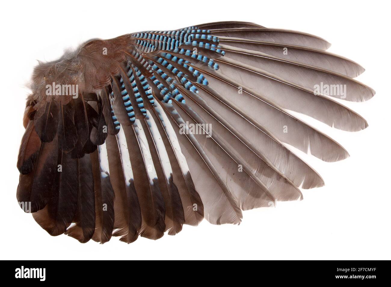 Eurasian jay feathers hi-res stock photography and images - Alamy