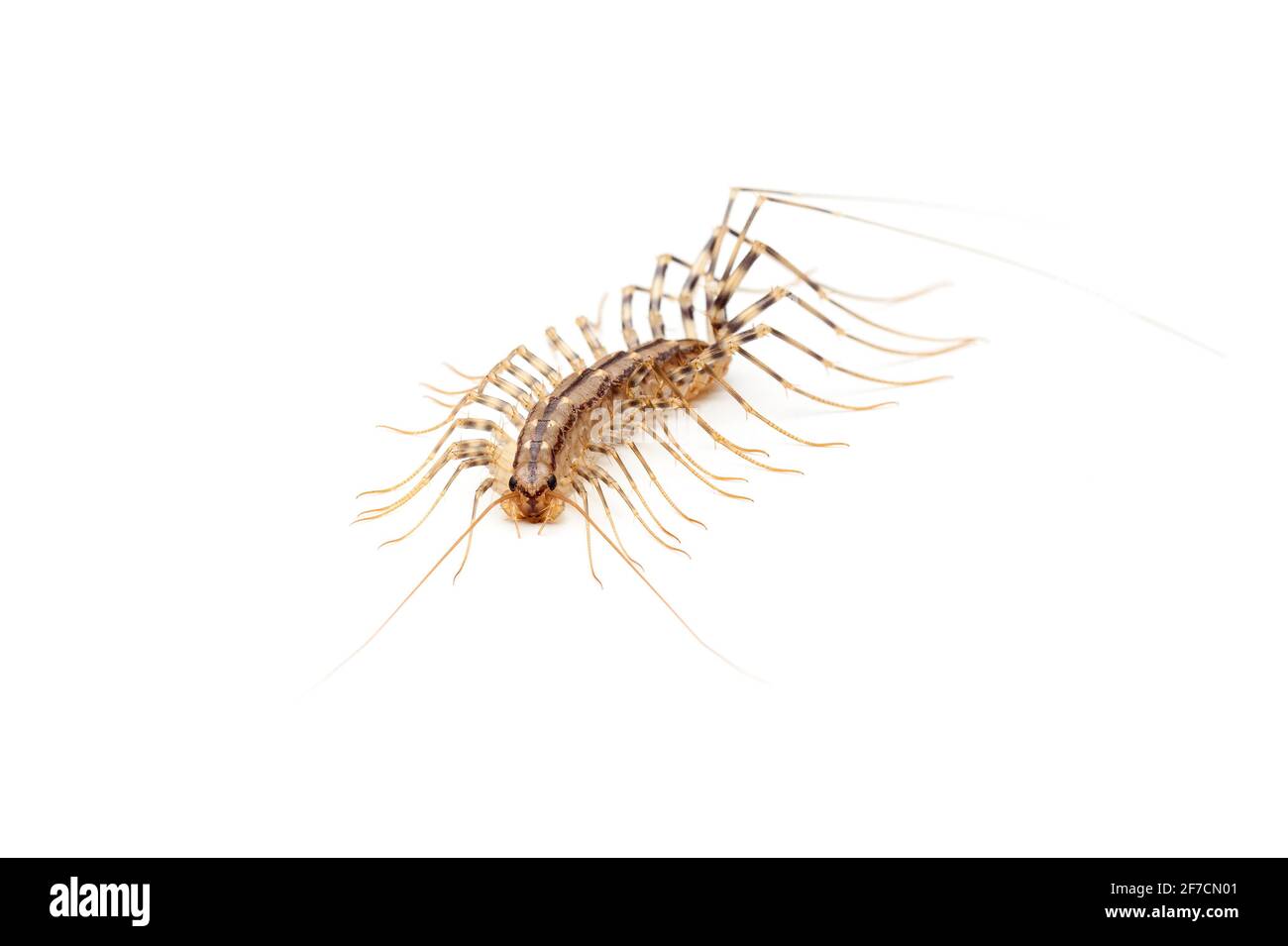 Scutigera centipede Cut Out Stock Images & Pictures - Alamy