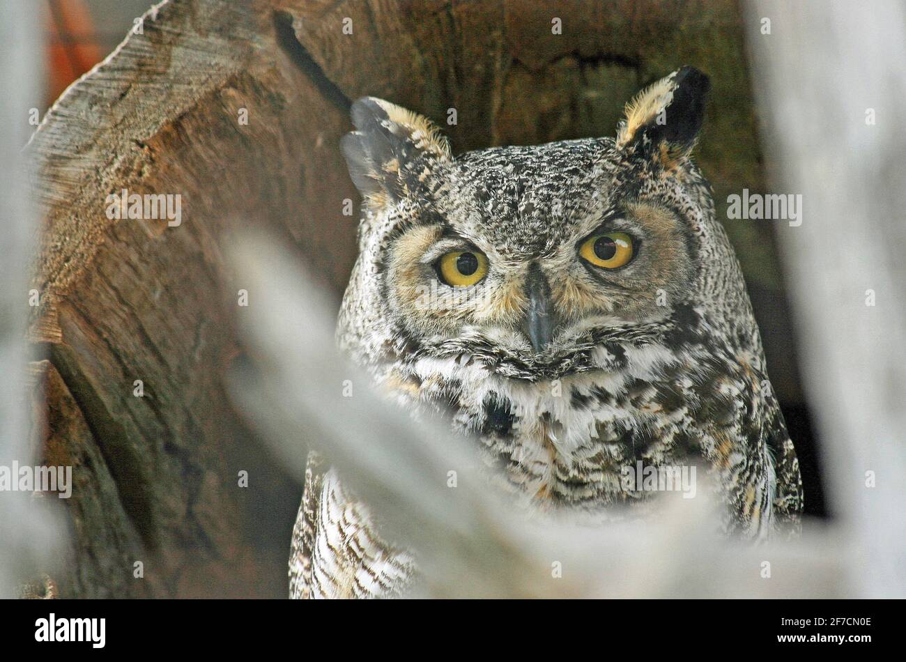Alaska owl hi-res stock photography and images - Alamy
